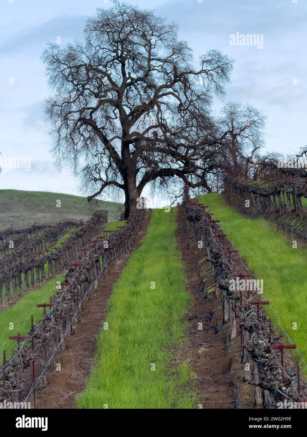 Parched foliage hi-res stock photography and images - Alamy