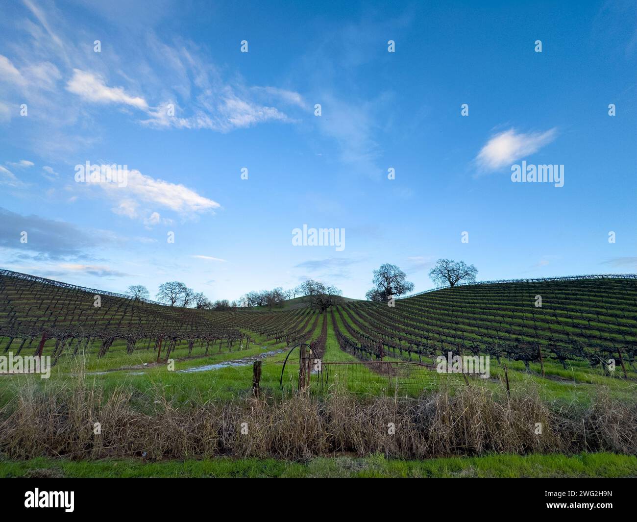 An expansive, lush green field bordered by a thriving forest of trees ...