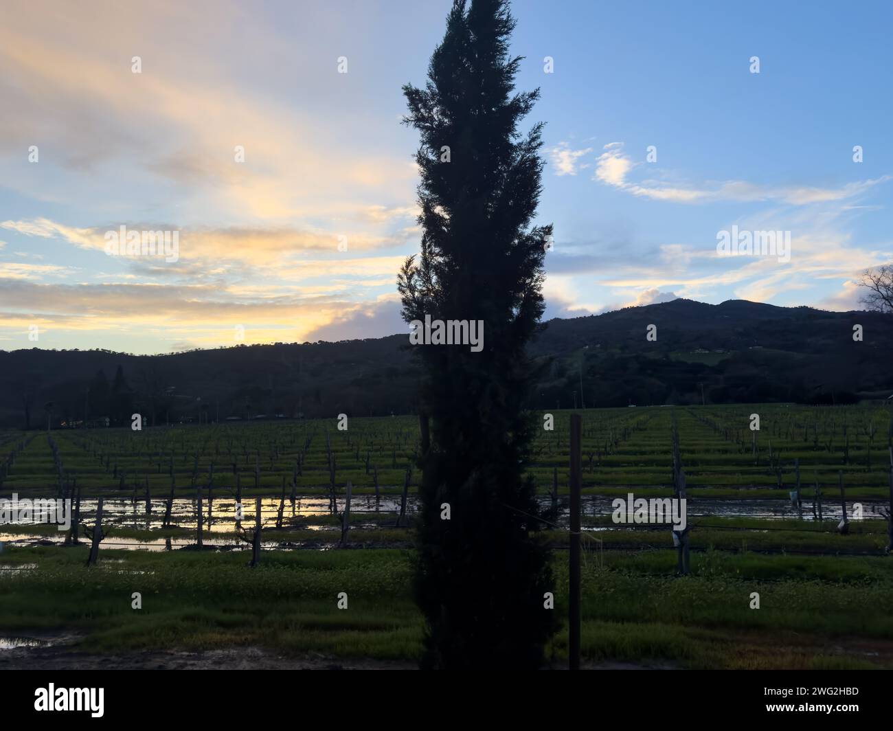 A window offering a serene view of a solitary tree in the distance ...