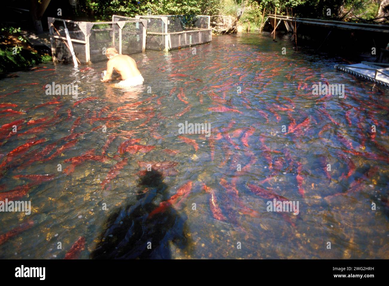 sockeye salmon, Oncorhynchus nerka, or red salmon, swimming up stream ...