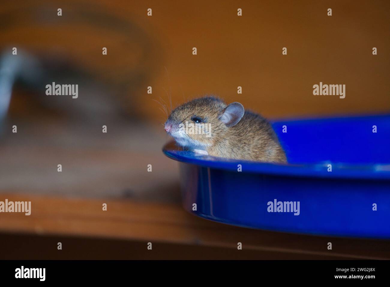 Wood mouse on garden hi-res stock photography and images - Alamy
