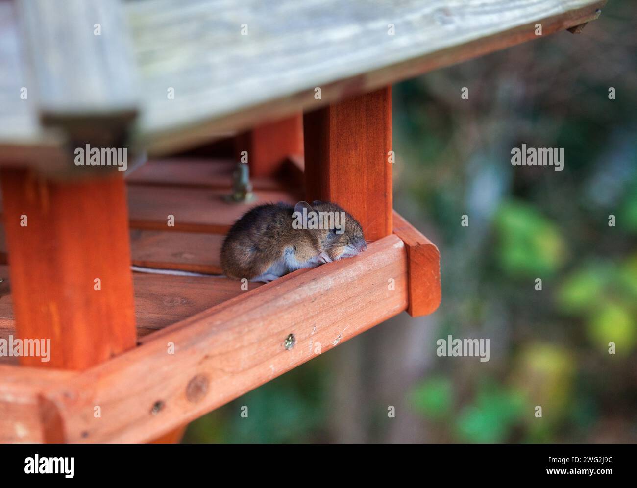 House mice hi-res stock photography and images - Alamy