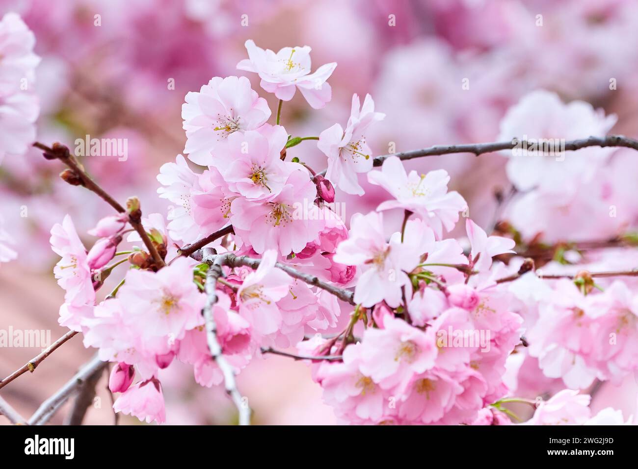 Blossom pink flower floral hi-res stock photography and images - Alamy