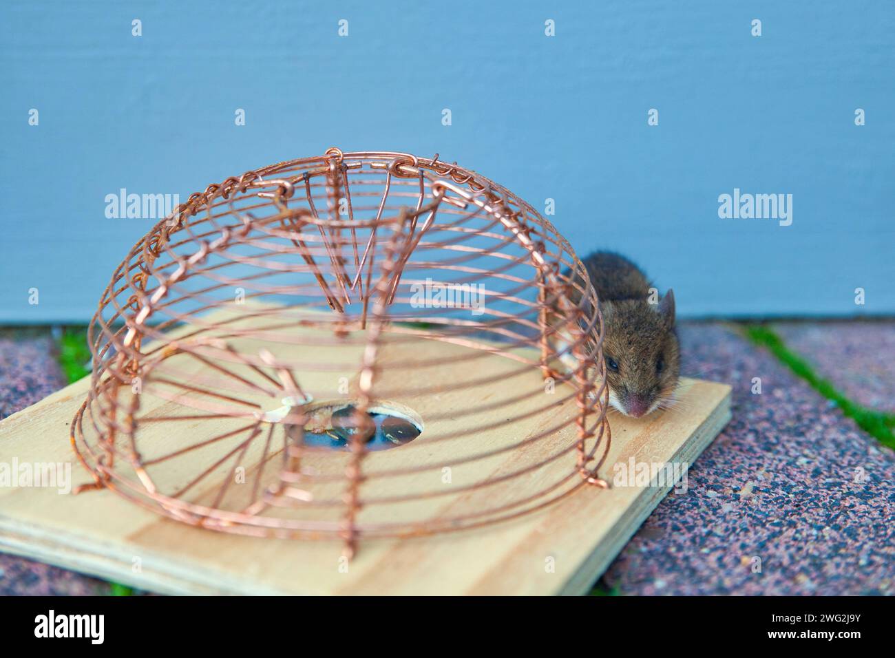house mouse beside a living trap made from wire Stock Photo - Alamy