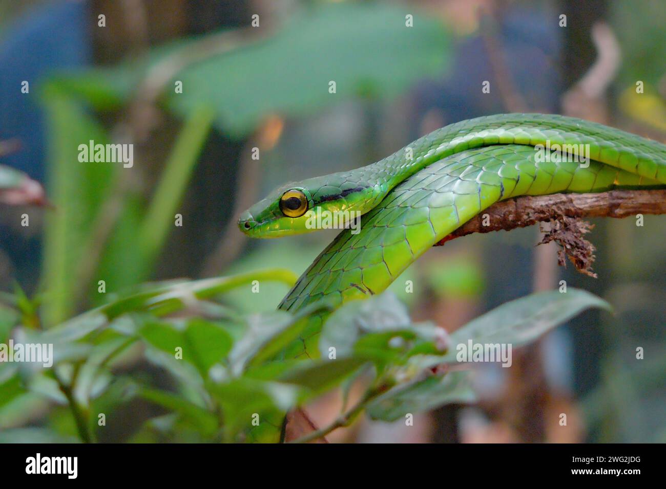 Poisonous snake costa rica hi-res stock photography and images - Alamy