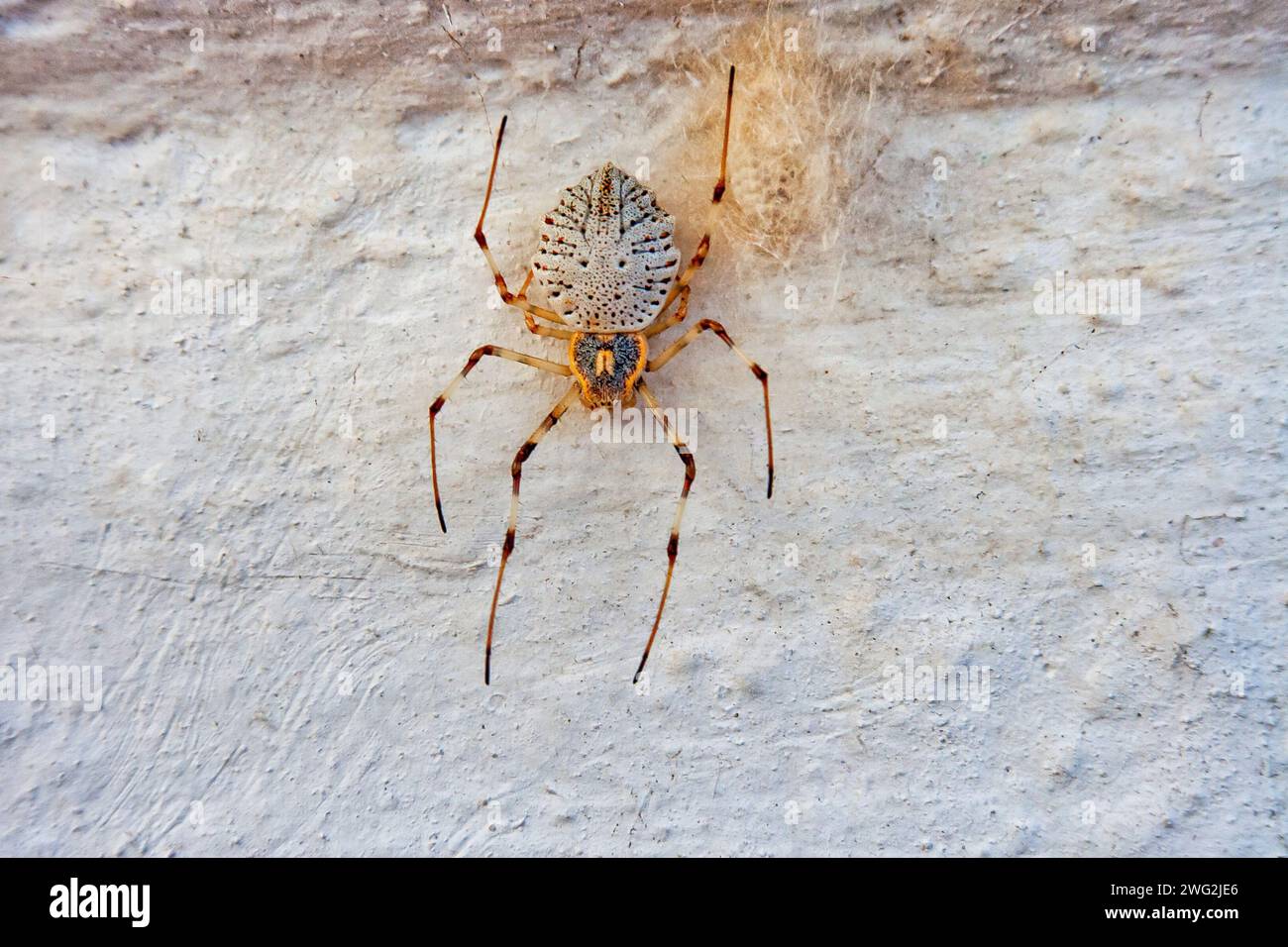 a brown gray spotted coin spider on a white wall Stock Photo - Alamy