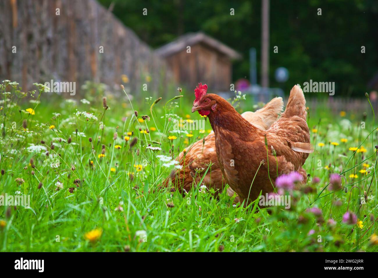 free range chicken in grass and blossoms on an ecological farm Stock ...