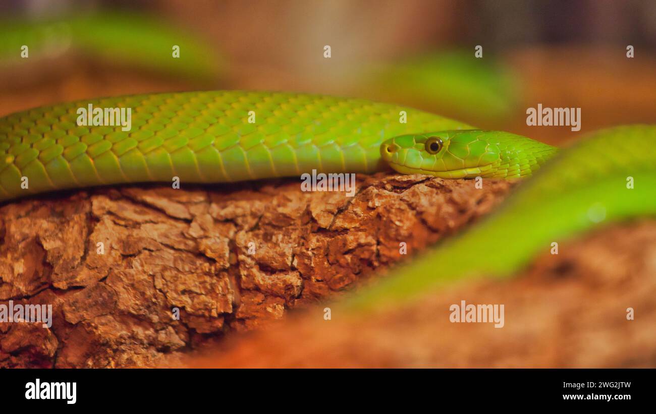 green mamba lying on a branch Stock Photo - Alamy