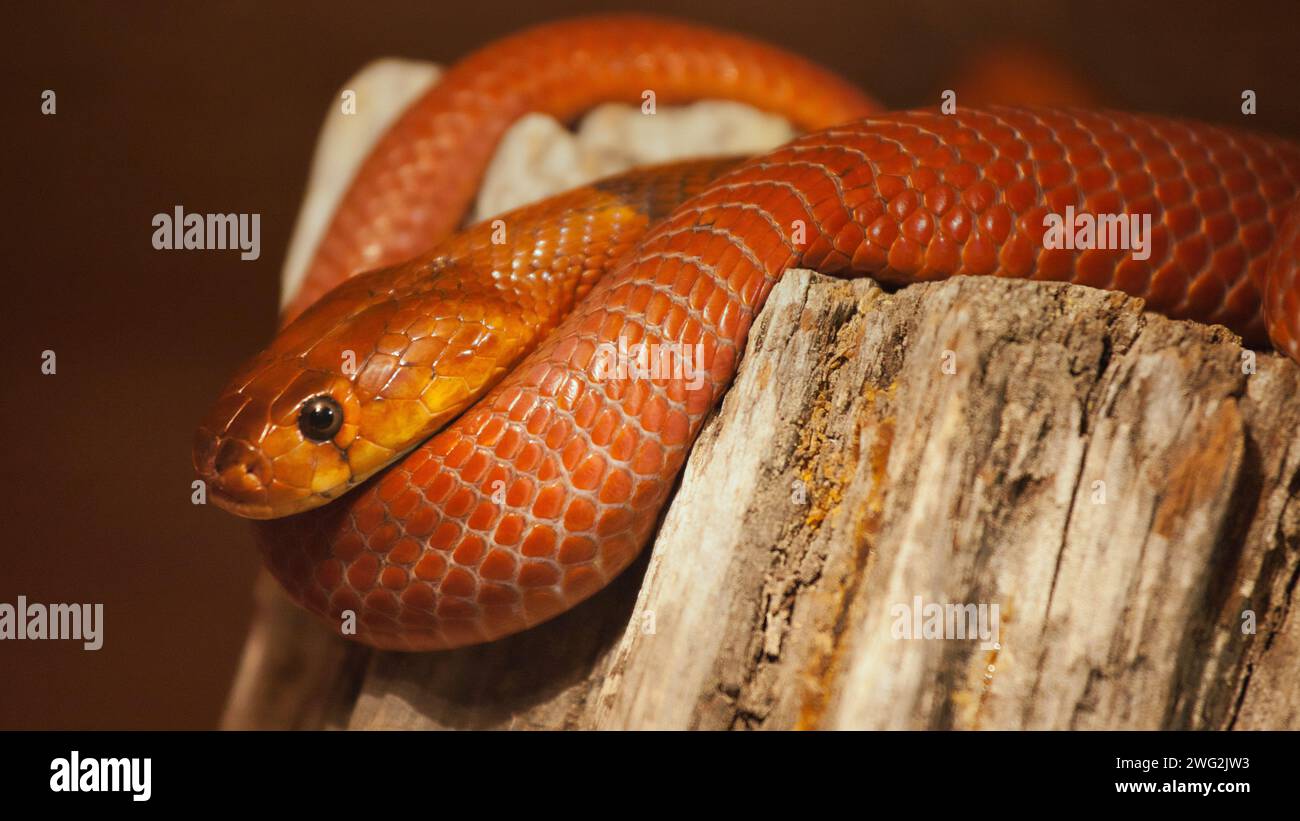 Spitting cobra hi-res stock photography and images - Alamy
