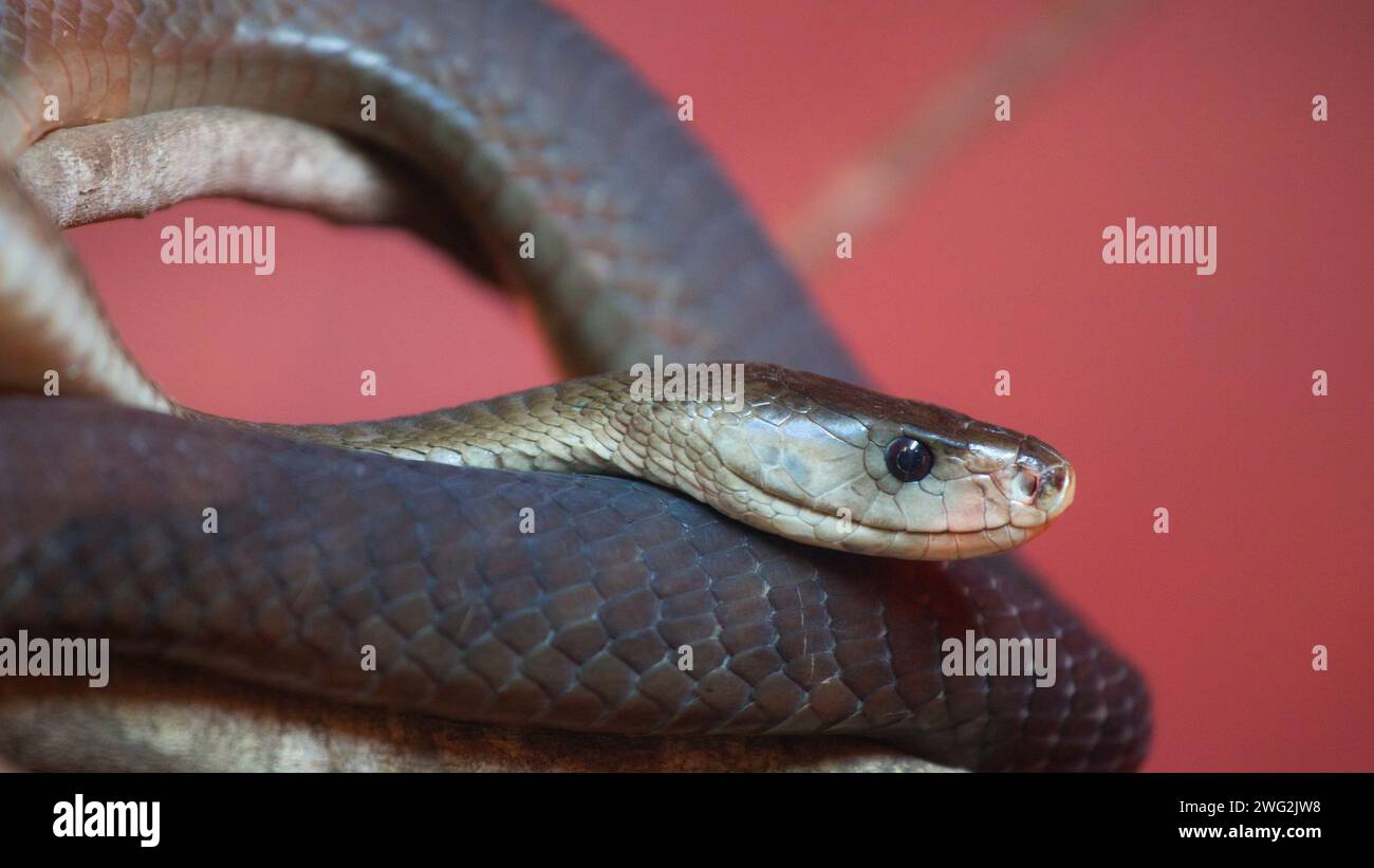 Black mamba snake hi-res stock photography and images - Alamy