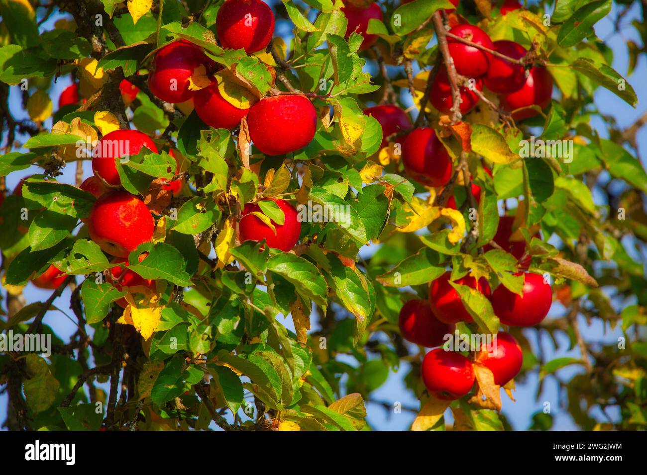 Dark blue apple hi-res stock photography and images - Alamy