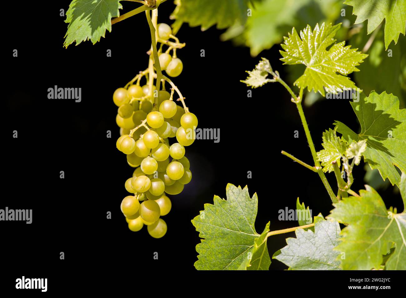 a green grapevine with juicy grapes and vine leaves against a dark ...
