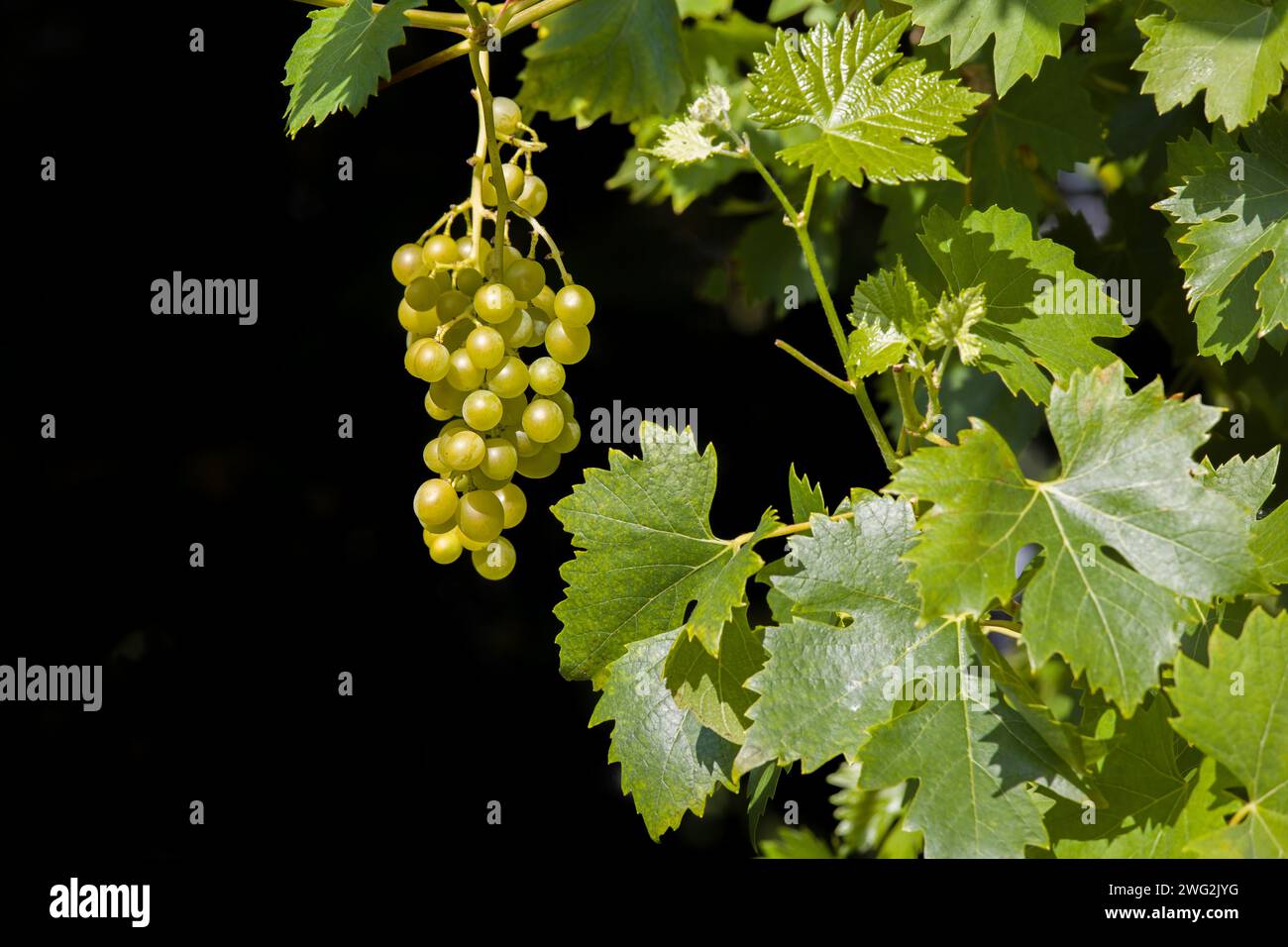 a green grapevine with juicy grapes and vine leaves against a dark black background Stock Photo ...