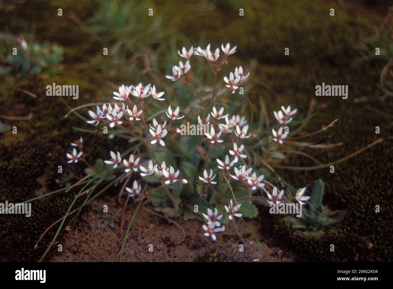 alpine wildflowers in bloom at Exit Glacier, Kenai Fjords National Park ...