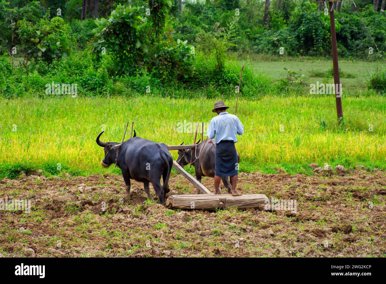 two water buffaloes pulling a plow with a man standing on it Stock ...