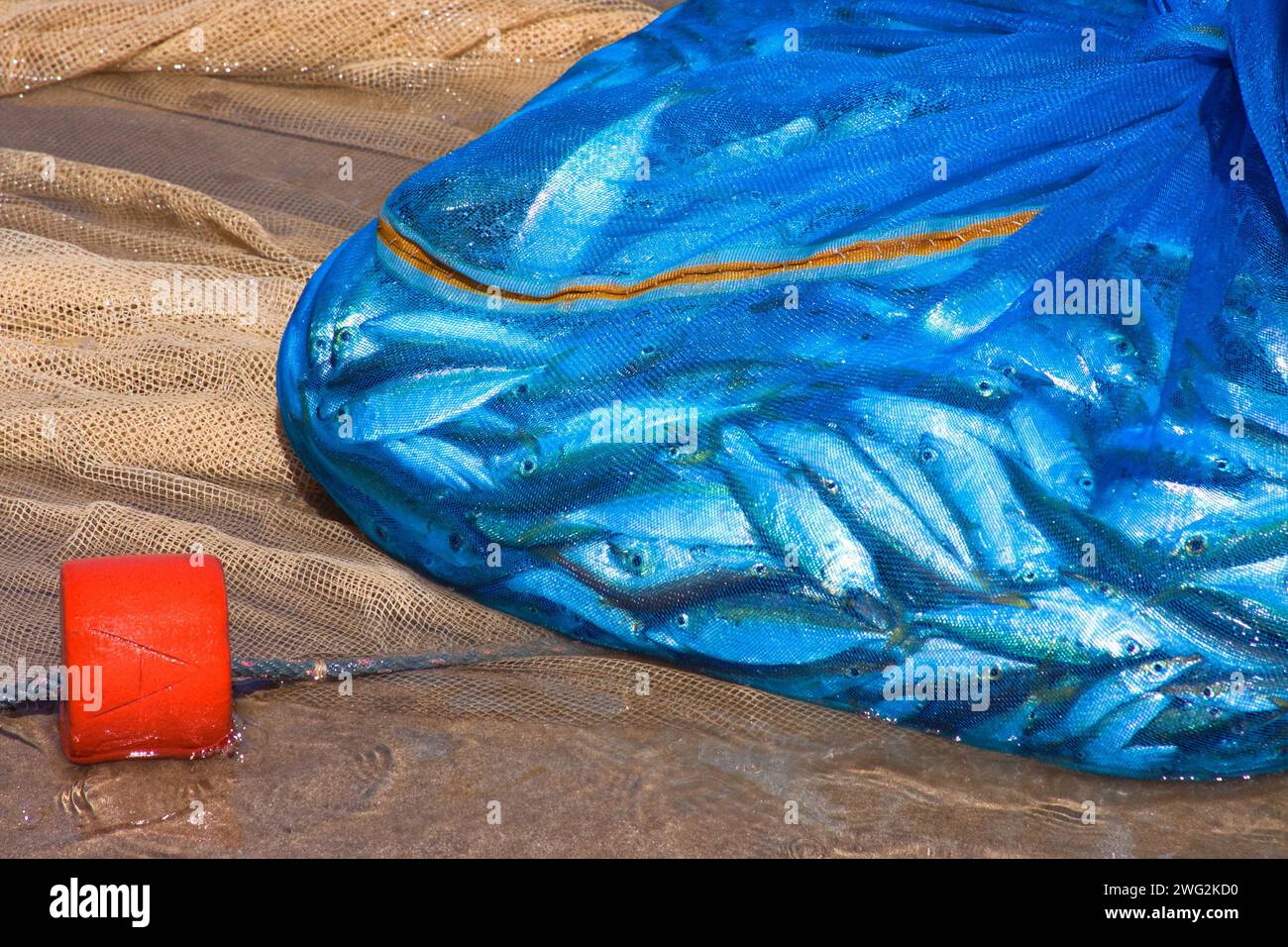 blue fishing net filled with captured pilchard Stock Photo - Alamy