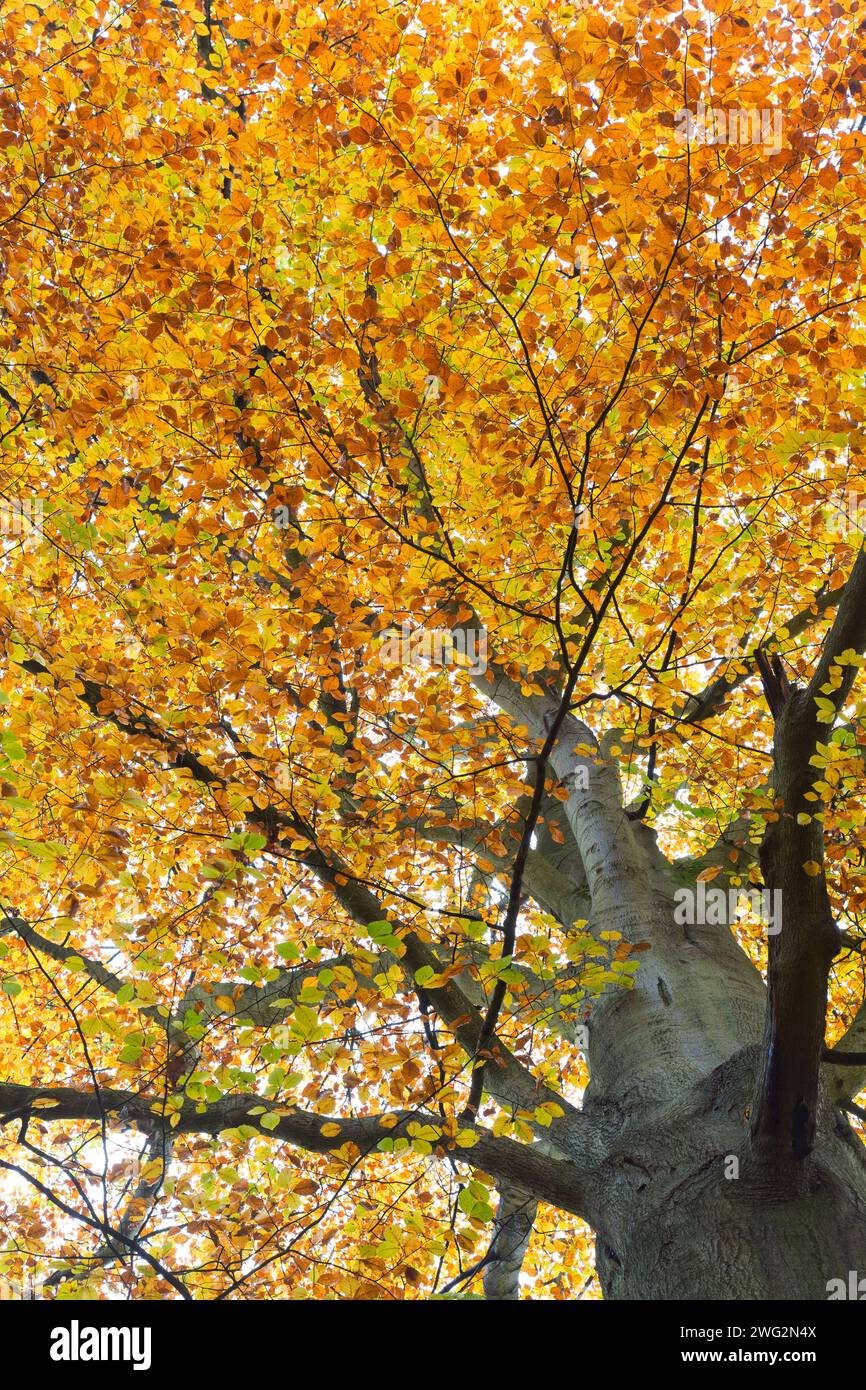 Canopy of European beech / common beech (Fagus sylvatica) tree showing brown and yellow leaves ...