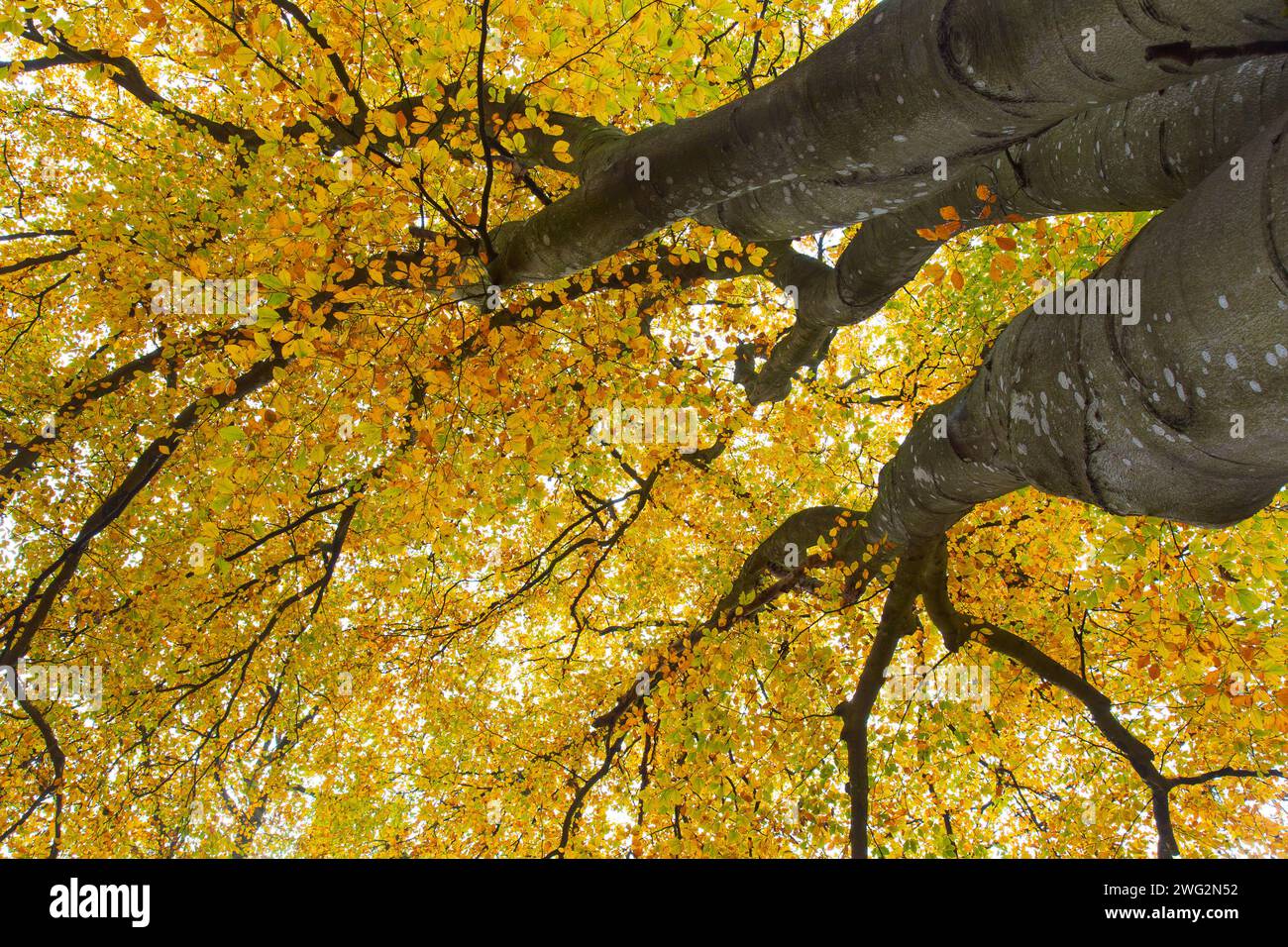 Canopy of European beech / common beech (Fagus sylvatica) tree showing brown and yellow leaves ...