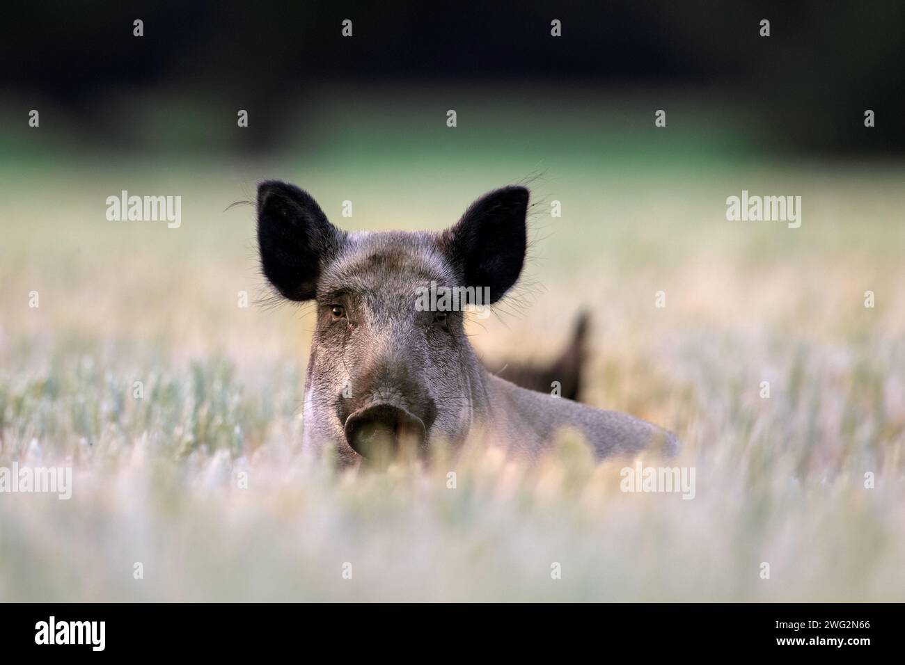 Two wild boars (Sus scrofa) sow / female foraging in wheat field ...