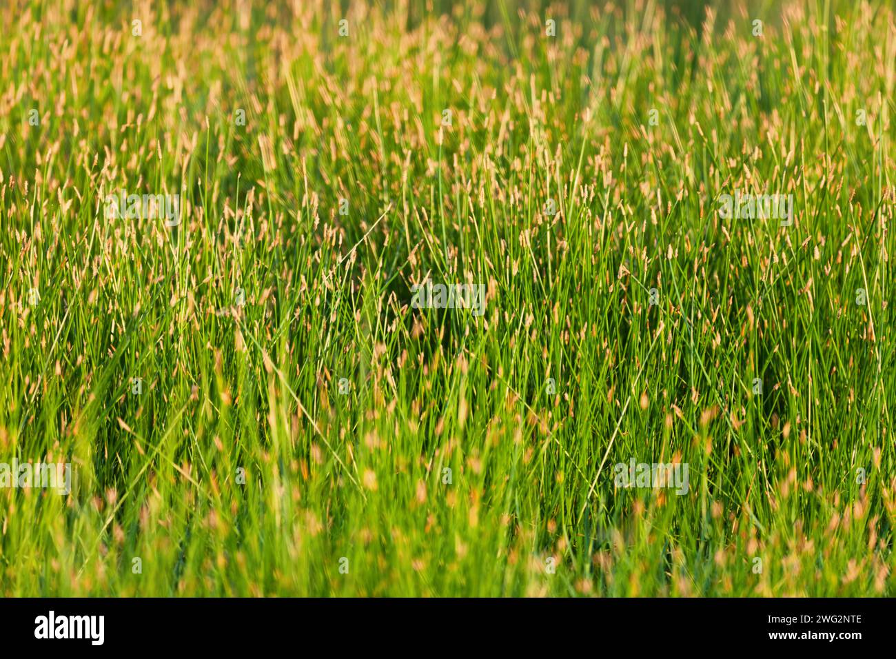lawn with green grass in full sunlight in a summer day Stock Photo - Alamy
