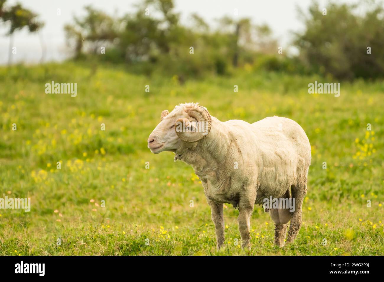 Merino sheep south africa cape hi-res stock photography and images - Alamy