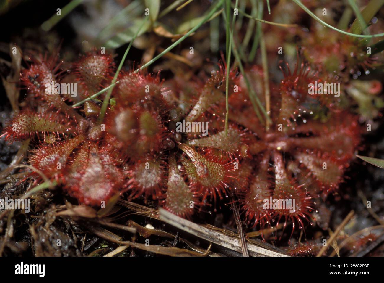 Venus Flytrap, Dionaea muscipula, on a forest floor in Ecuador, South ...