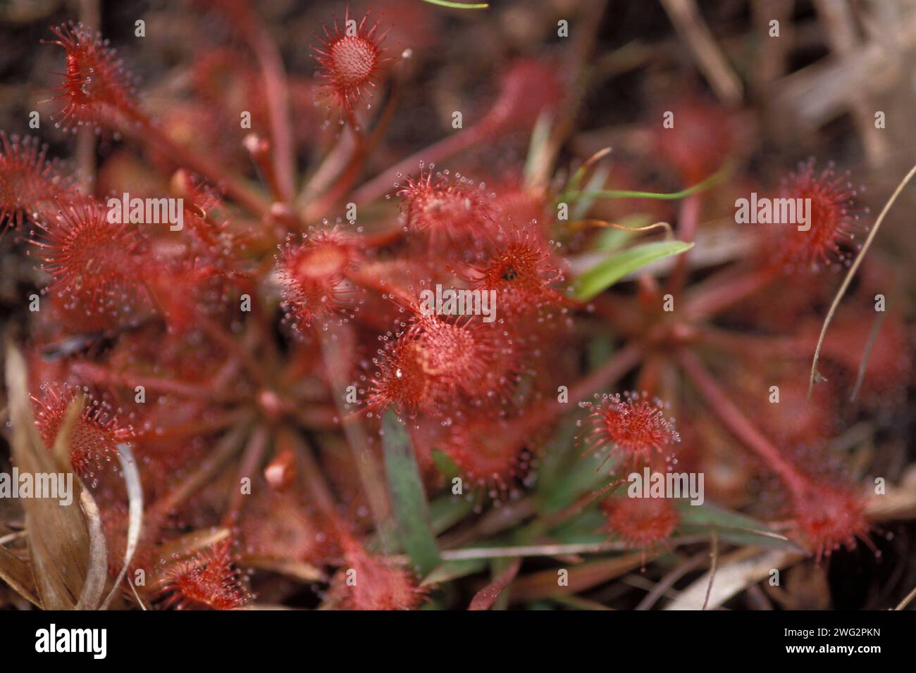 venus flytrap, Dionaea muscipula, on a forest floor in Ecuador, South ...