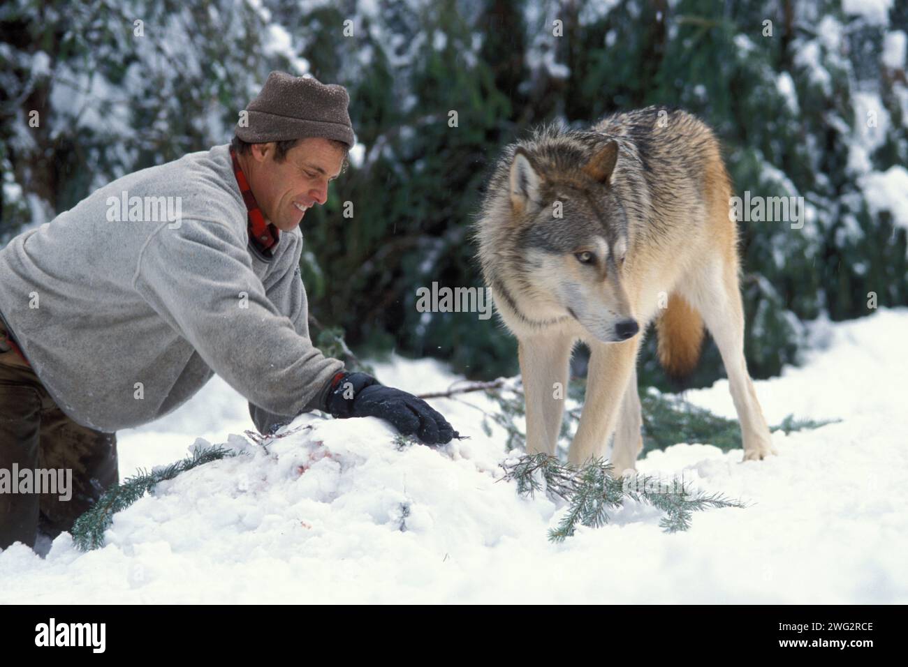 gray wolf, Canis lupus, with Steve Kroschel in the foothills of the ...