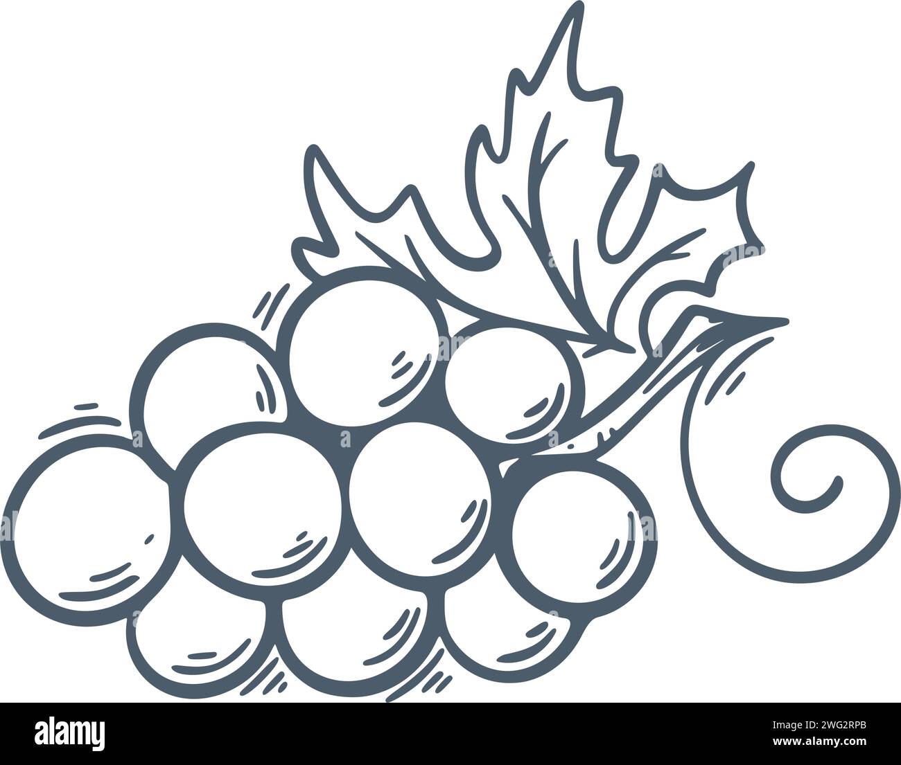 Branch of ripe grapes hand engraving. Grapevine with berries and leaf ...