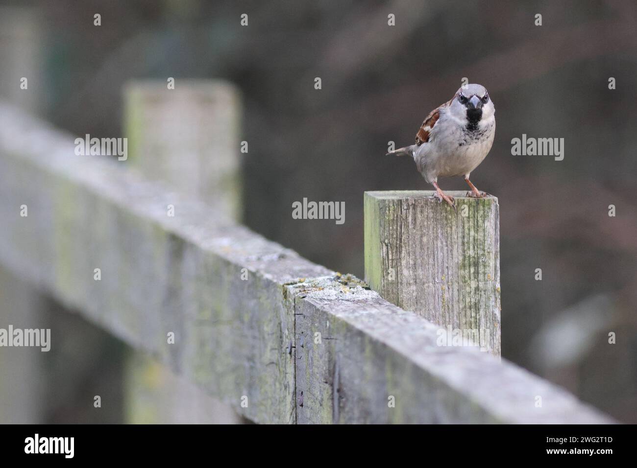 Sparrow standing on fence post Stock Photo - Alamy