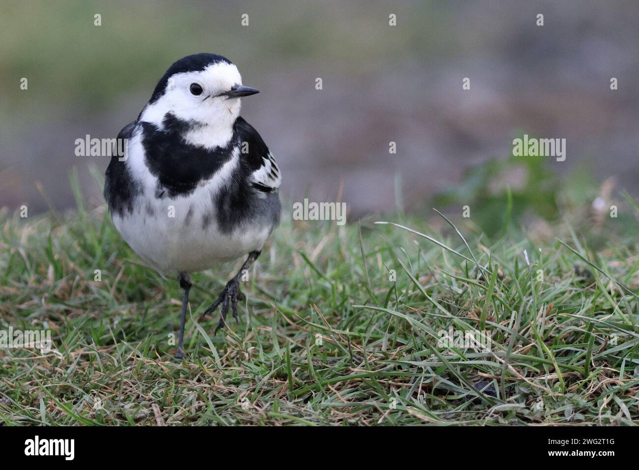 Birds with black plumage hi-res stock photography and images - Alamy