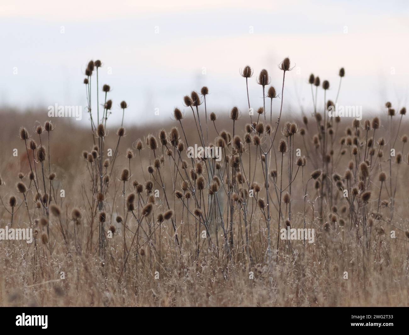 Teasels lining a field edge Stock Photo - Alamy
