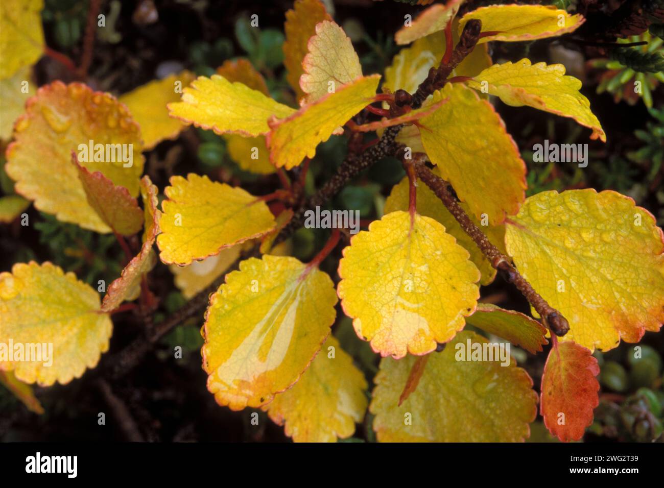 Dwarf birch and willow hi-res stock photography and images - Alamy