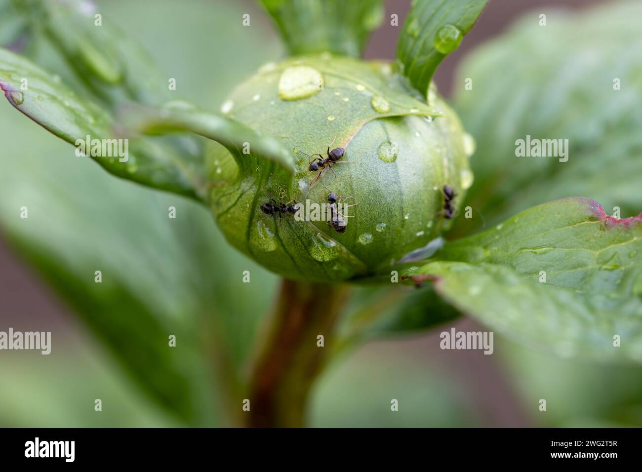 Spring garden insects hi-res stock photography and images - Alamy