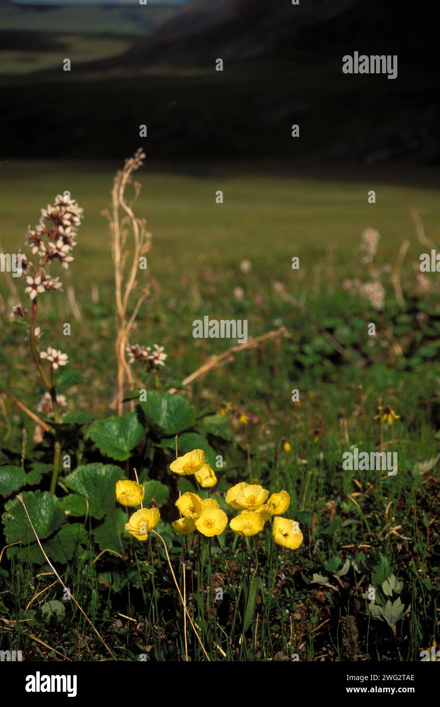 arctic poppy, Papaver lapponicumgates, blooming on tundra in Gates of ...