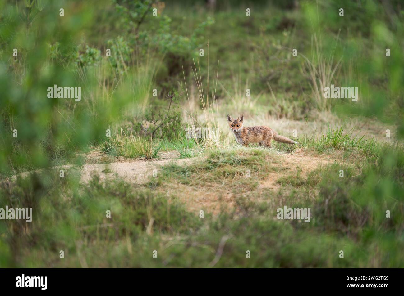 Baby fox hi-res stock photography and images - Alamy