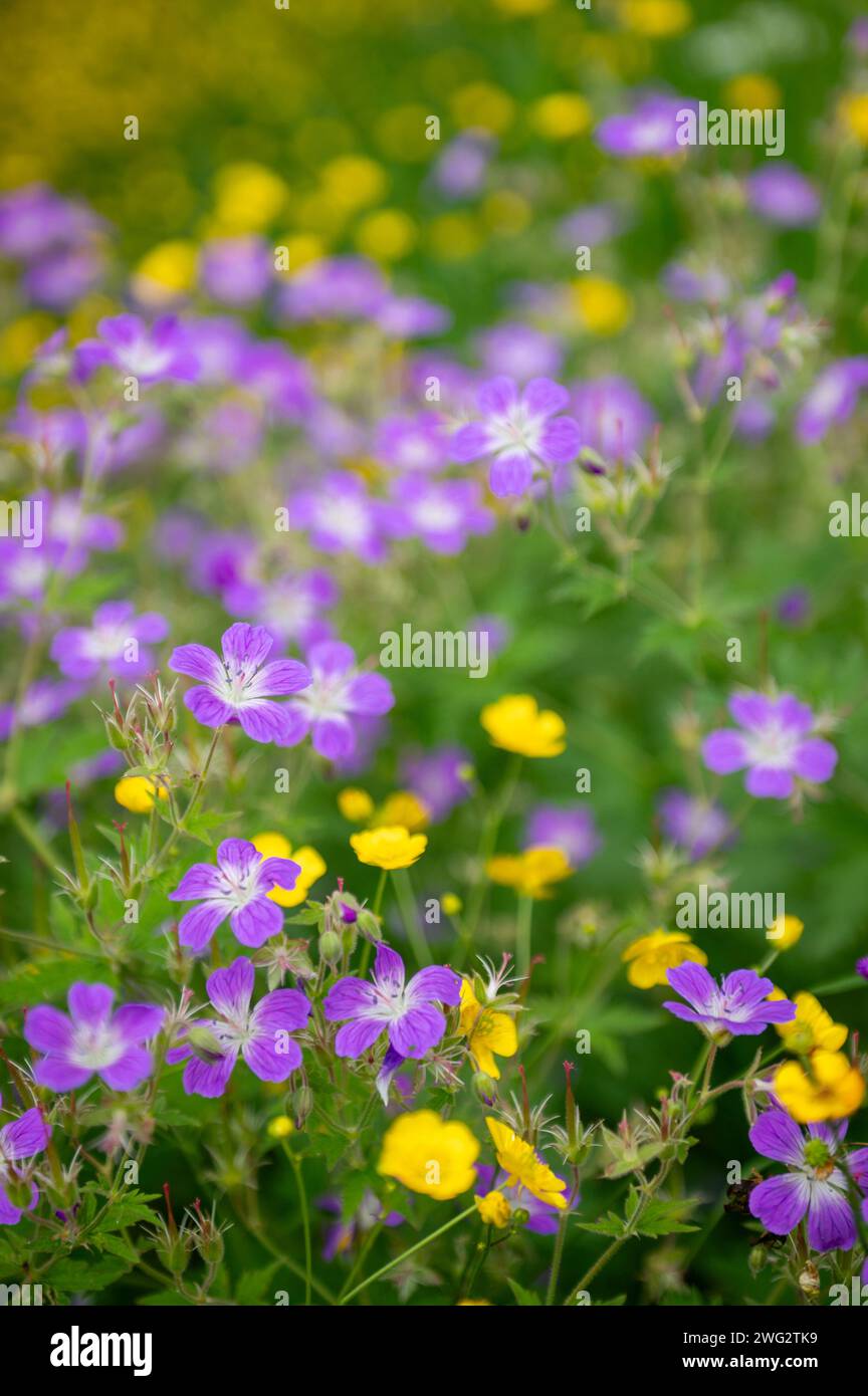Swedish spring flowers hi-res stock photography and images - Alamy