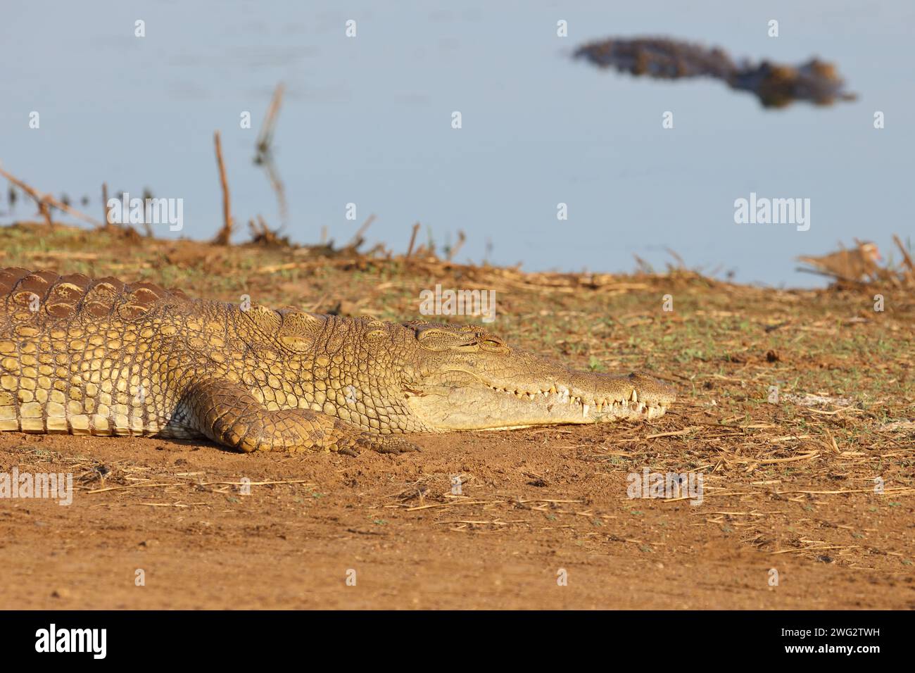 Nilkrokodil / Nile crocodile / Crocodylus niloticus Stock Photo - Alamy