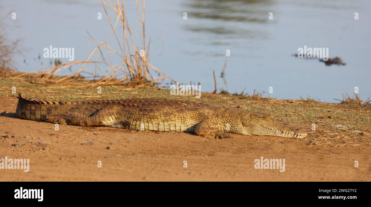 Nilkrokodil / Nile crocodile / Crocodylus niloticus Stock Photo - Alamy