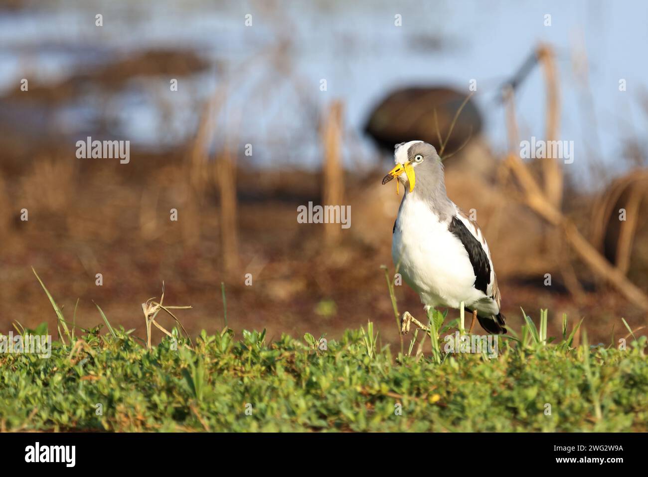 Weißscheitelkiebitz / White-crowned lapwing or White-headed Lapwing ...