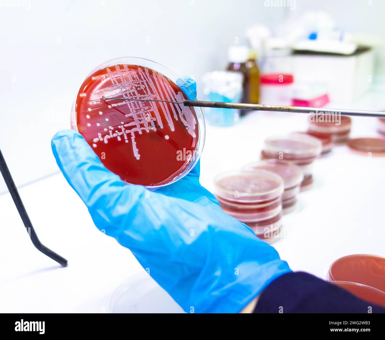 bacteria culture on petri dish Stock Photo - Alamy