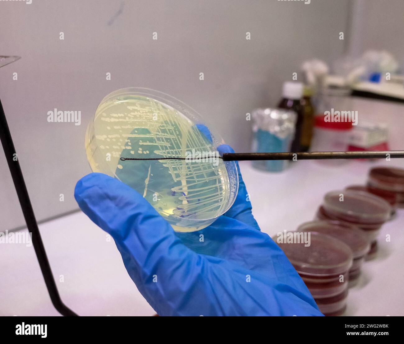 bacteria culture on petri dish Stock Photo - Alamy