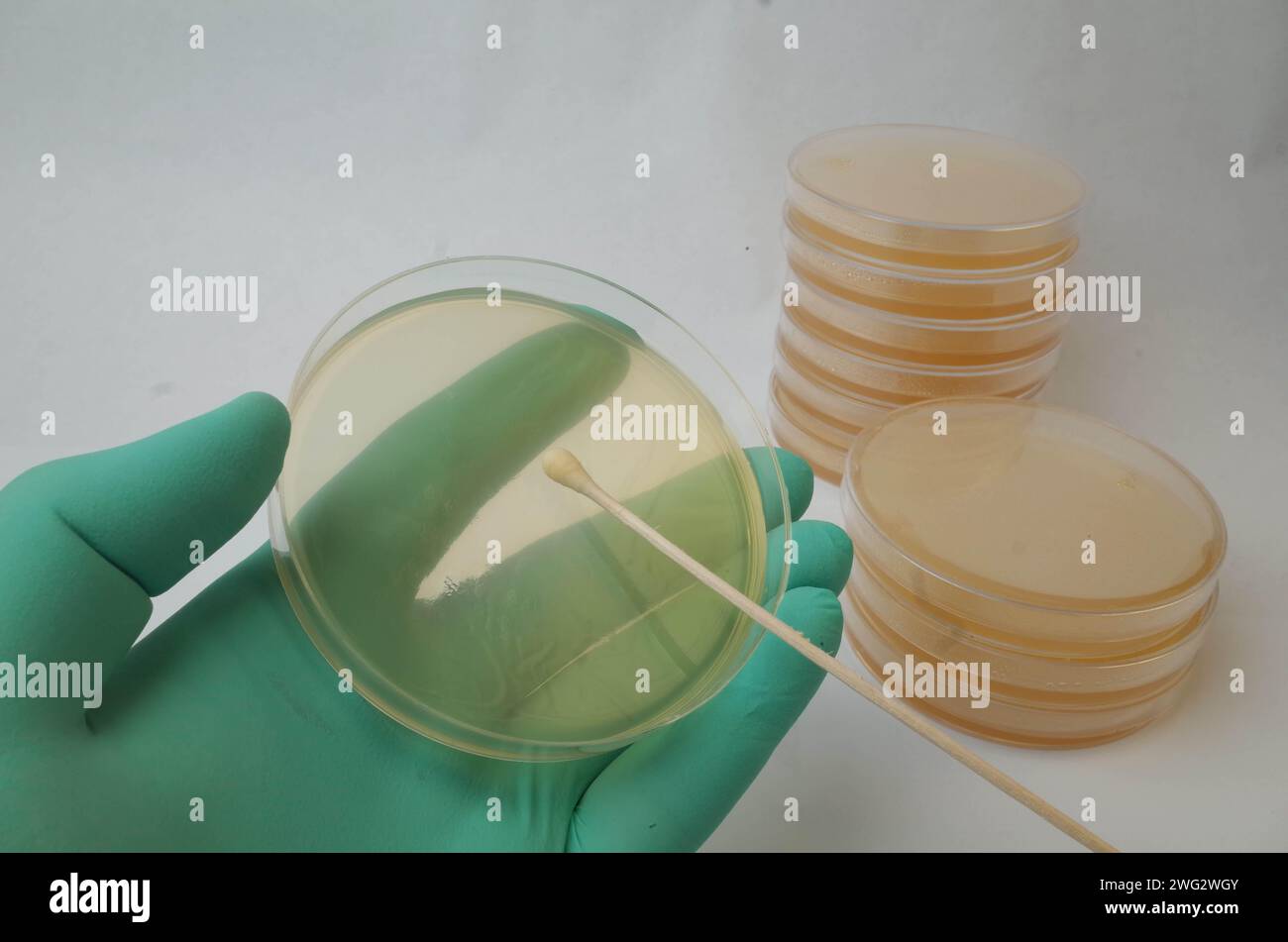 Swab test culture hi-res stock photography and images - Alamy