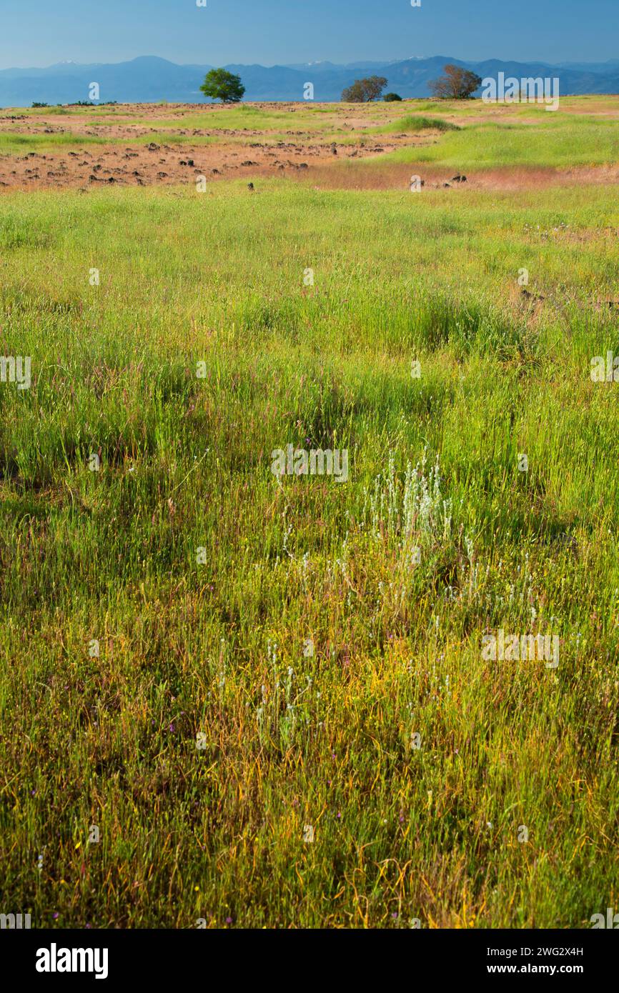 Grassland plateau, Upper Table Rock Preserve, Medford District Bureau ...