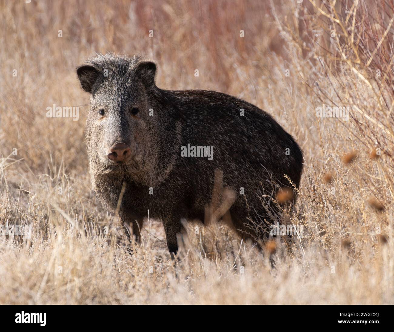 Javelina Herd Of Wild Pigs Keep Tearing Up Arizona Golf Course | The