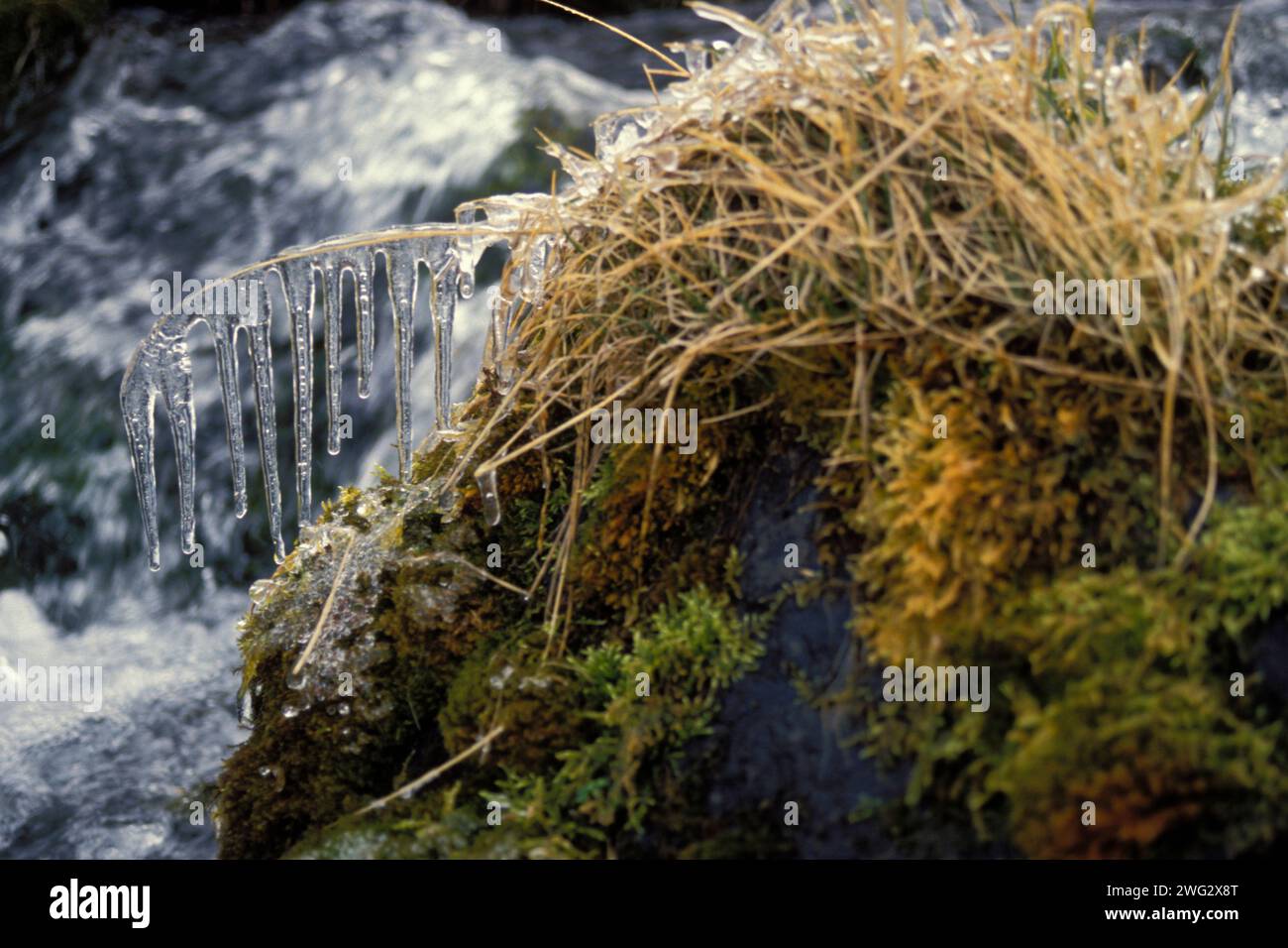 icicles formed on grasses along a waterfall, Akutan Island, Alaska ...