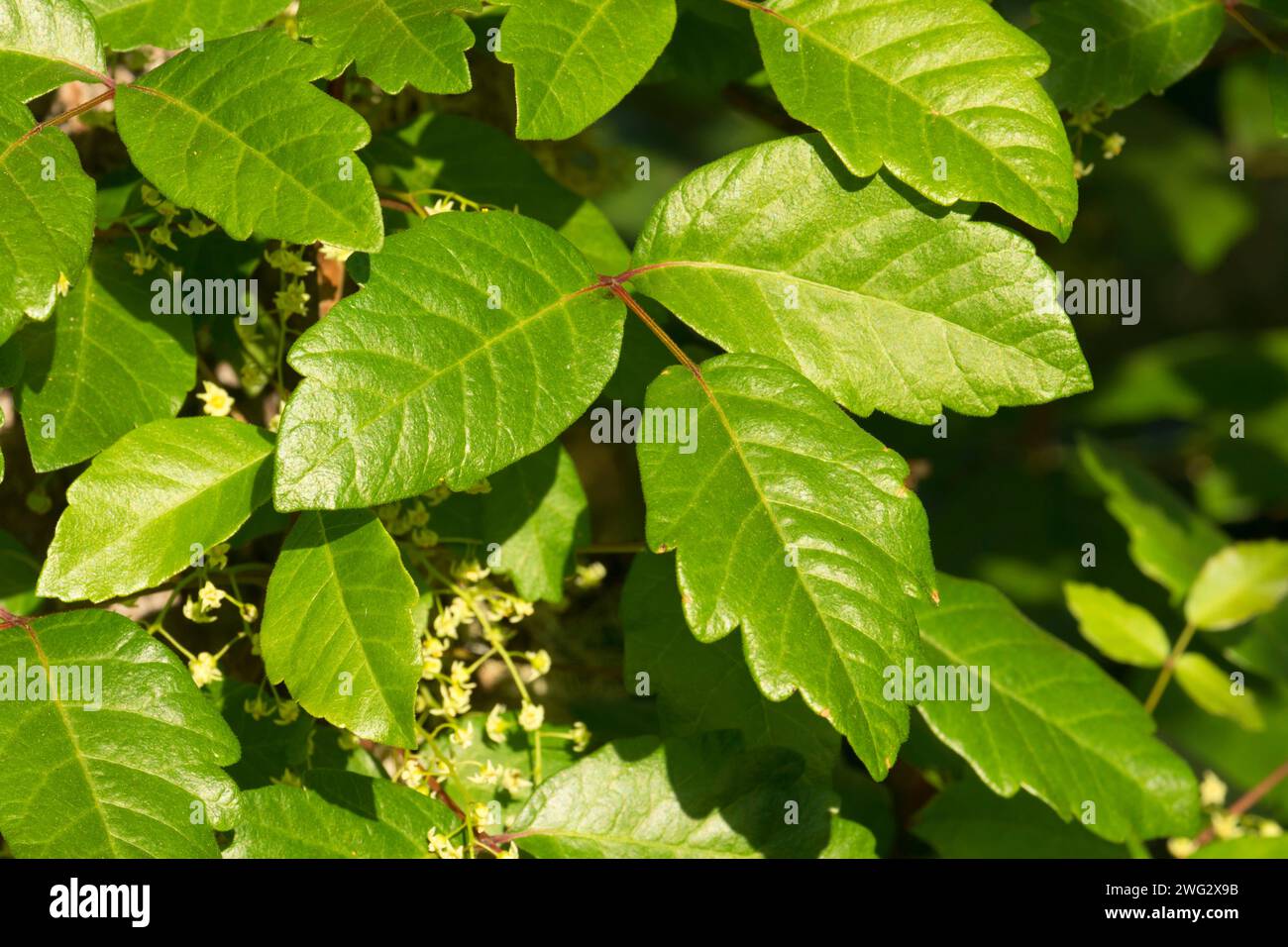 Poison oak along Upper Table Rock Trail, Upper Table Rock Preserve ...