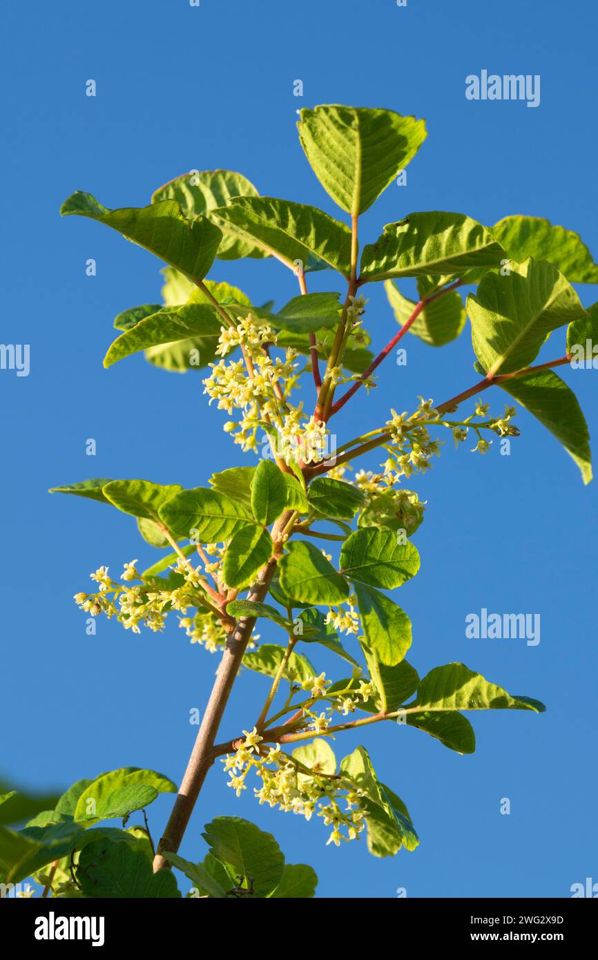 Poison oak along Upper Table Rock Trail, Upper Table Rock Preserve ...