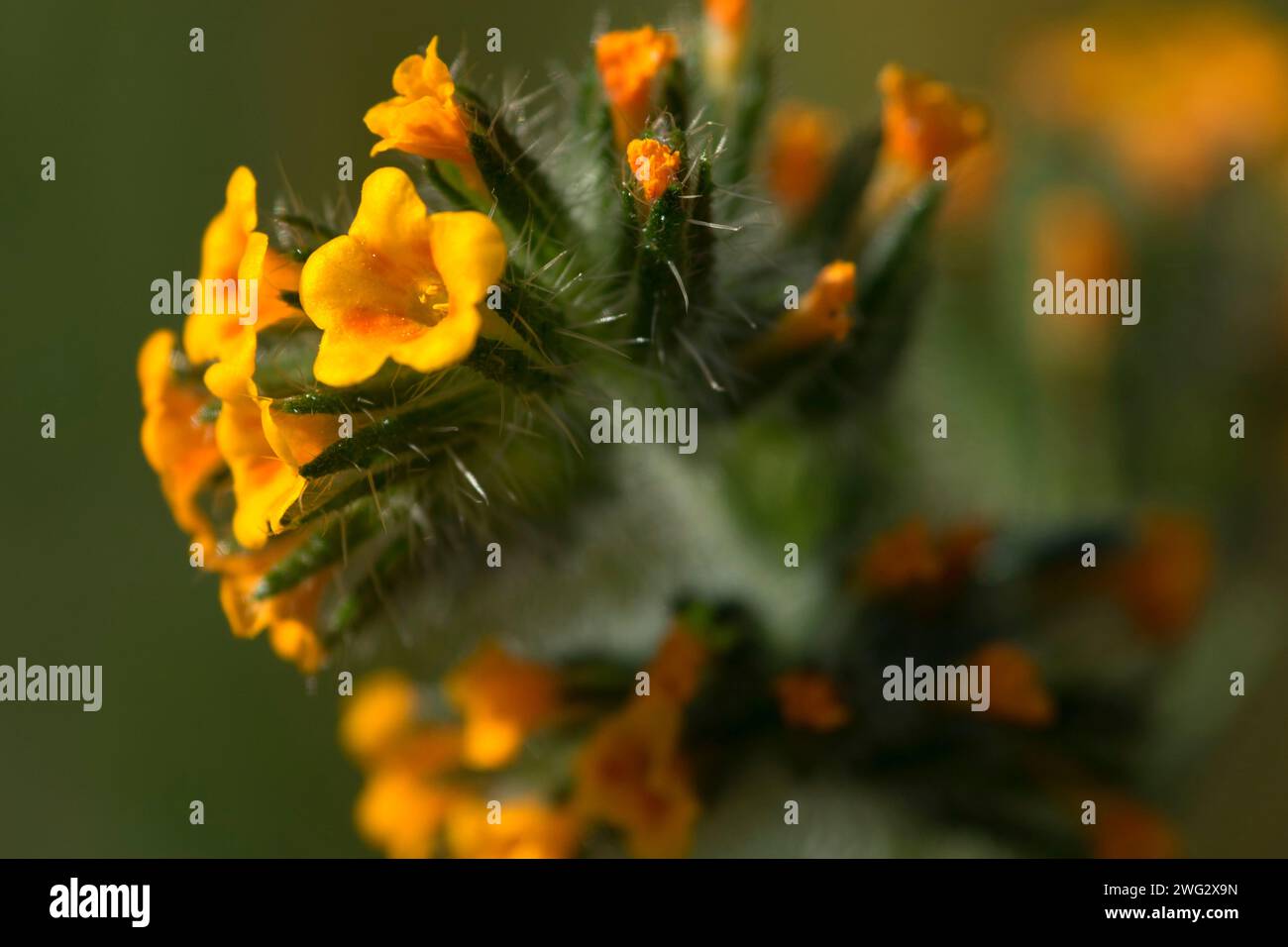 Fiddleneck along Upper Table Rock Trail, Upper Table Rock Preserve ...