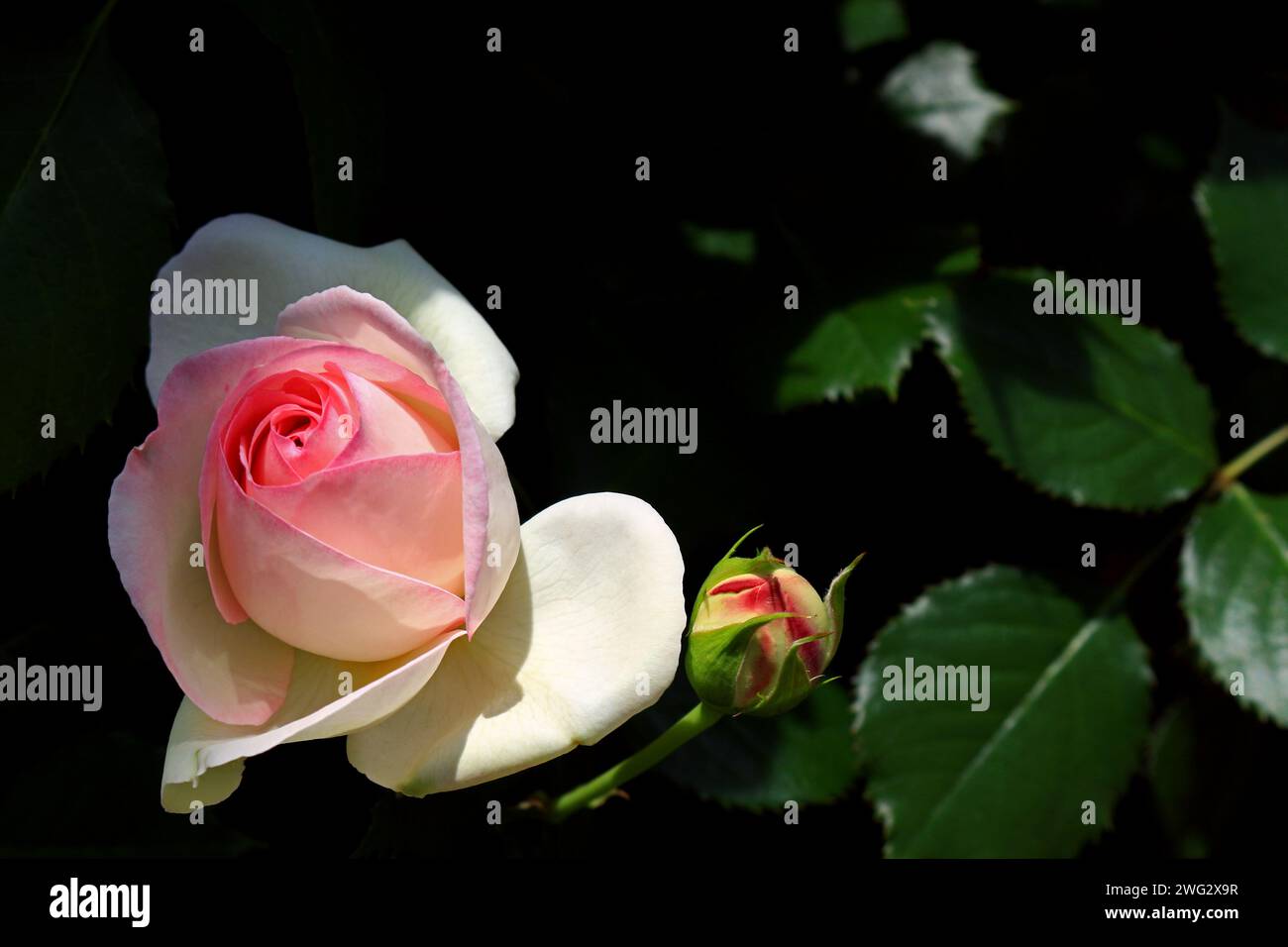 A single pretty pale pink rose flower whose buds are just beginning to ...